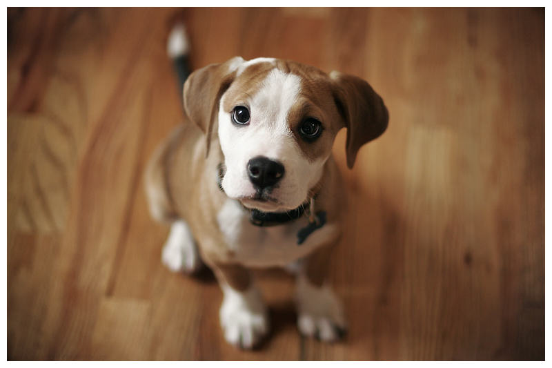 Il cane ci migliora la vita per almeno 10 motivi : | I pensieri di DODLI